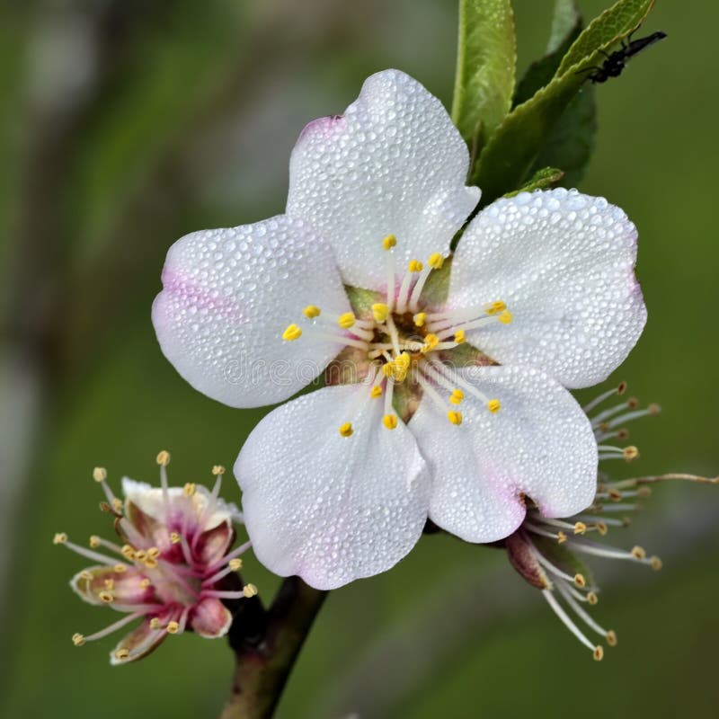 Prunus flower stock photo. Image of white, flower, almond - 76576358