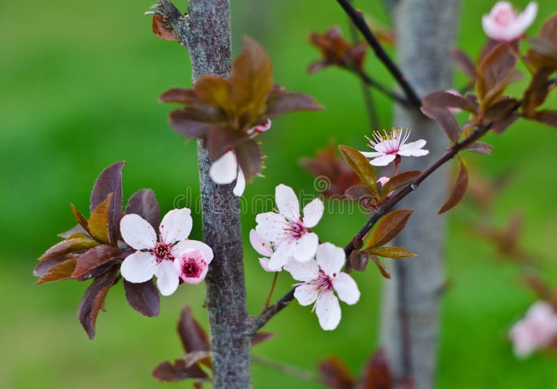 Prunus Flower stock image. Image of branches, green, flower - 43292811