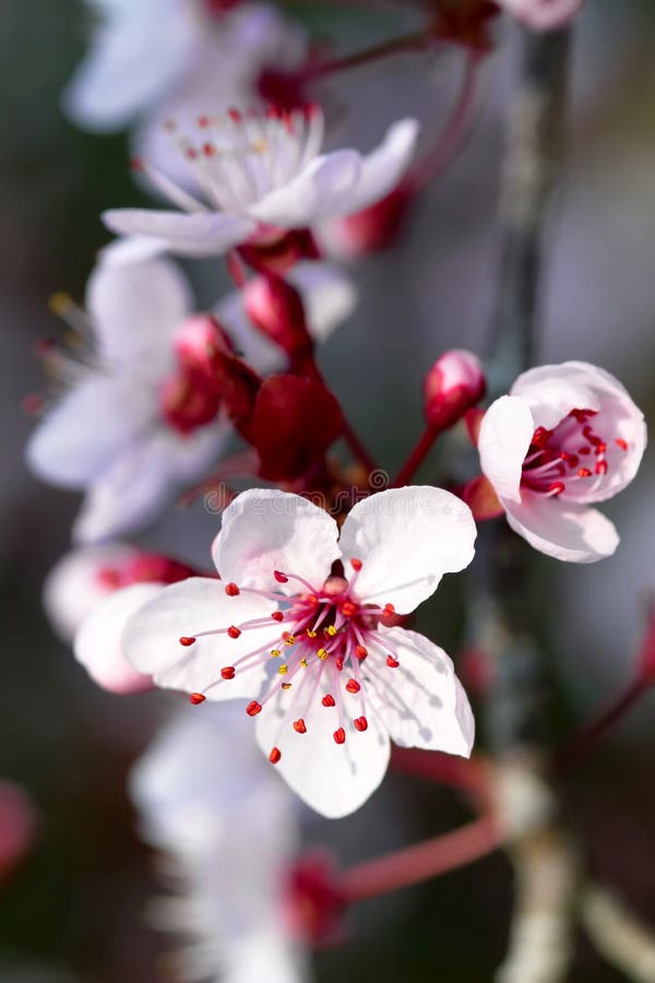 Prunus flowers stock photo. Image of foliage, close, aroma - 23918000
