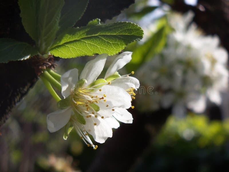 Prunus flowers stock photo. Image of season, blossom, fruit - 5040640