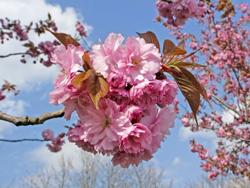 Prunus, Japanischer Kirschbaum Im Frühjahr Stockfoto - Bild von kirsche ...