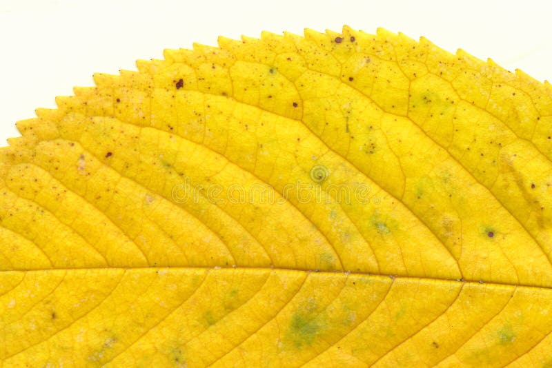 Prunus leaf on white stock image. Image of grape, single - 34747201