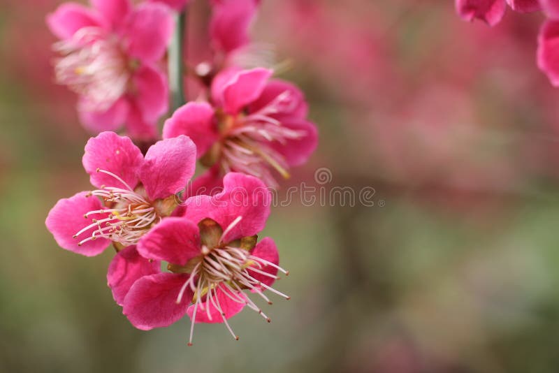 Prunus Mume Plant. stock image. Image of nature, head - 93033785