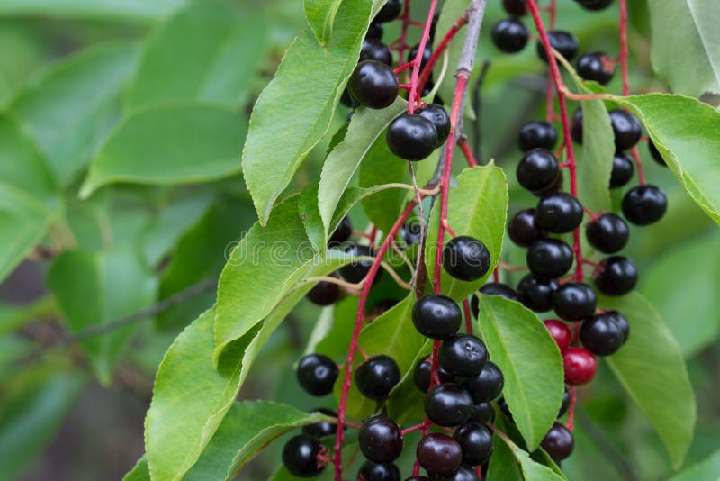 318 Prunus Padus Fruit Stock Photos - Free & Royalty-Free Stock Photos ...