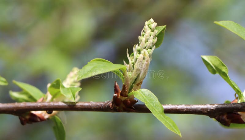 Prunus padus (bird cherry) stock photo. Image of flowering - 313268762