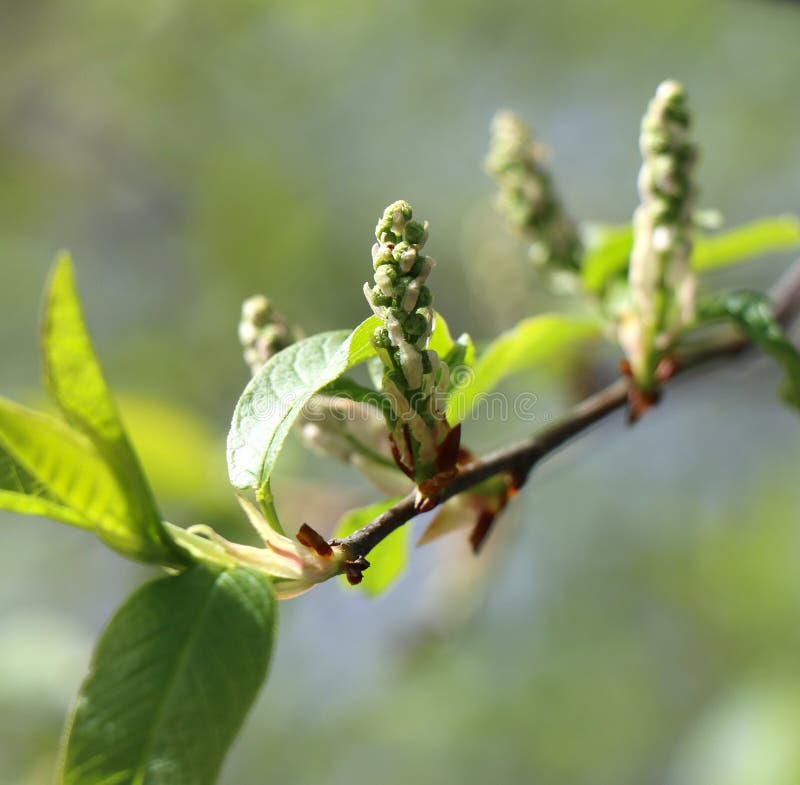 Prunus padus buds stock photo. Image of padus, rosaceae - 313371912