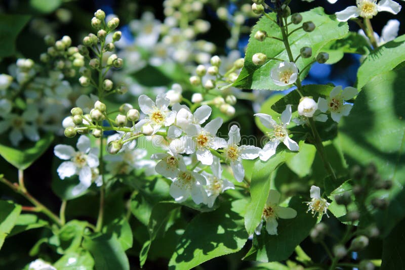 Prunus padus stock image. Image of flower, padus, tree - 268383855