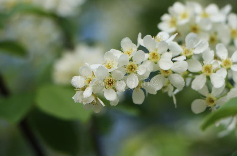 Prunus padus (Mayday tree) stock photo. Image of spring - 377175692