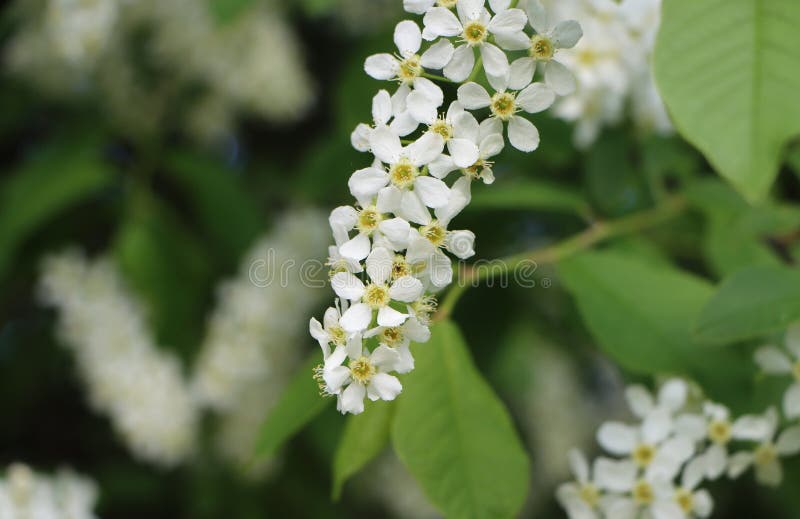 Prunus padus (Mayday tree) stock image. Image of mayday - 379580911
