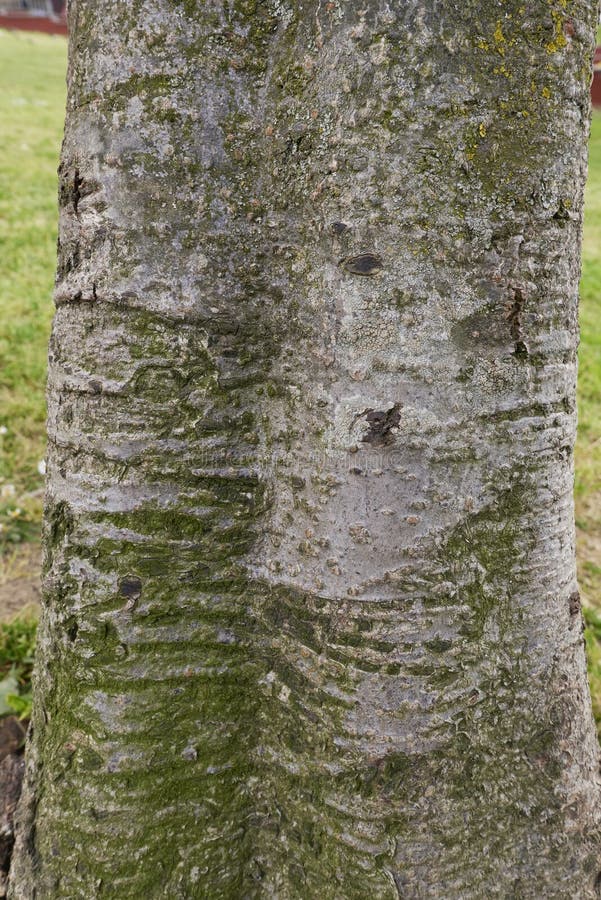 Prunus padus tree close up stock photo. Image of birdcherry - 247276782