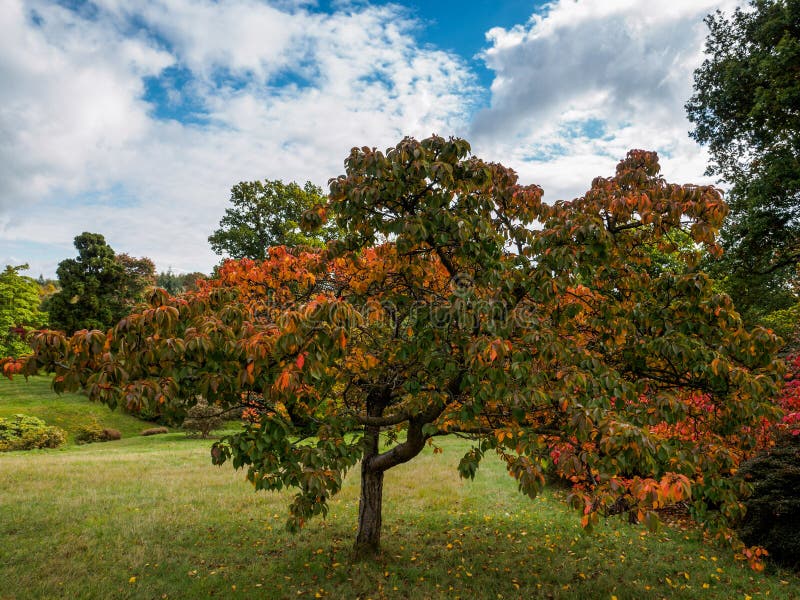 Prunus Pandora Tree stock image. Image of green, clouds - 79205371