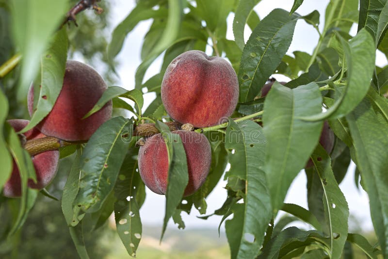 Prunus persica fruit stock image. Image of green, agriculture - 153488531