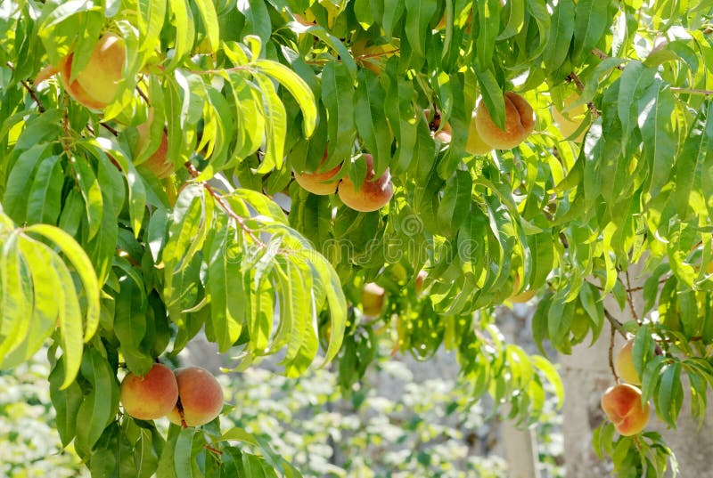 Prunus Persica the Peach Tree 3 Stock Image - Image of nature, prunus ...