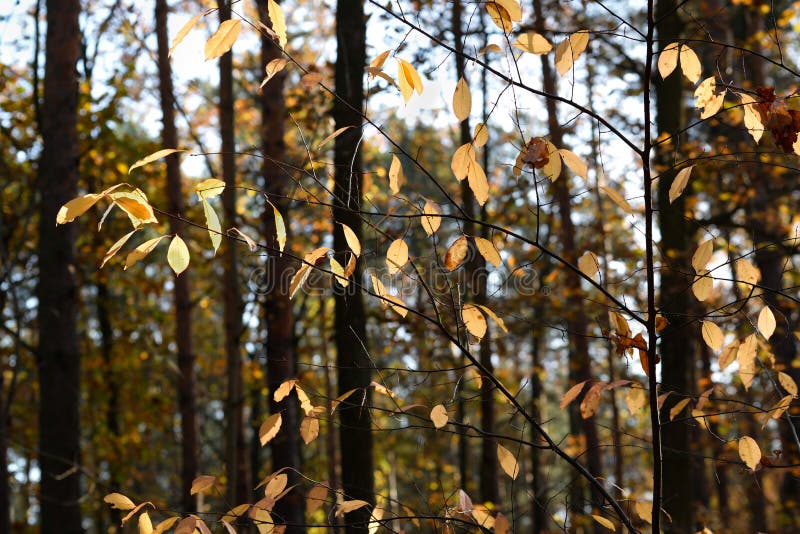 Prunus Serotina, Wild Cherry Yellow Leaves in Autumn Forest Selective ...