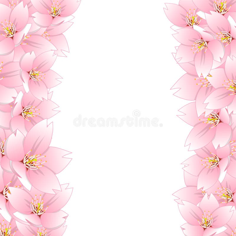 Prunus Serrulata - Cherry Blossom, Sakura Border Isolated on White ...