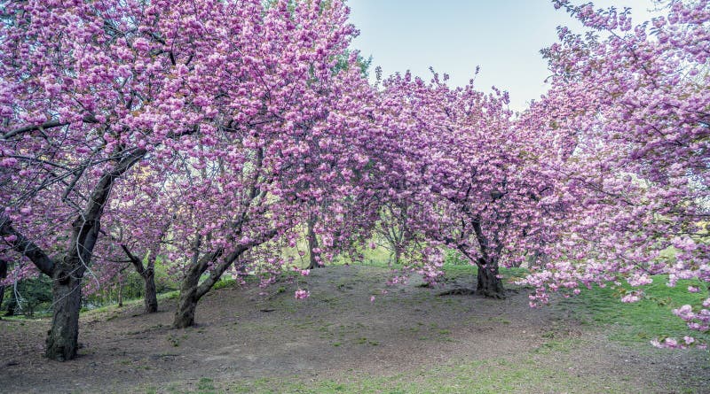 Japanischer Kirschbaum Im Frühling Stockbild - Bild von blüte, blumen ...