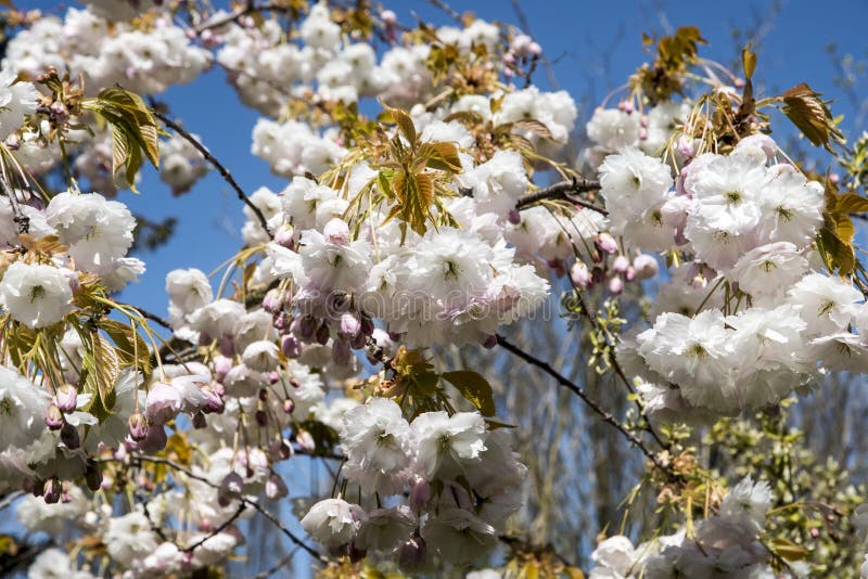 Prunus Serrulata Shogetsu, a Cherry with Nearly White Flowers Stock ...