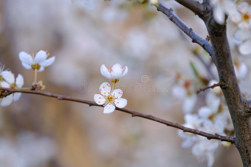 Prunus Spinosa or Blackthorn, Sloe Tree Blooming in the Springtime ...