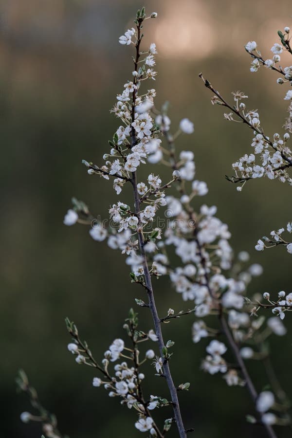 Prunus Spinosa or Blackthorn, Sloe Tree Blooming in the Springtime ...
