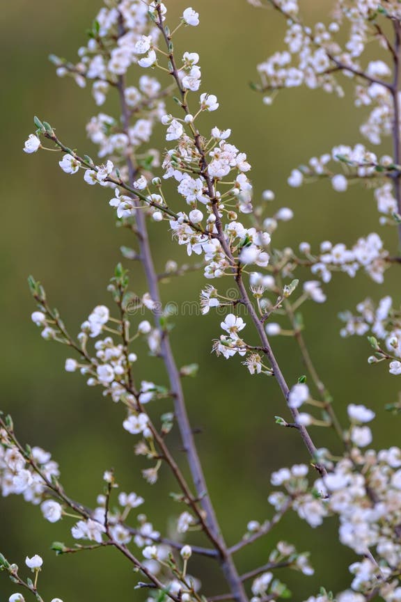 Prunus Spinosa or Blackthorn, Sloe Tree Blooming in the Springtime ...