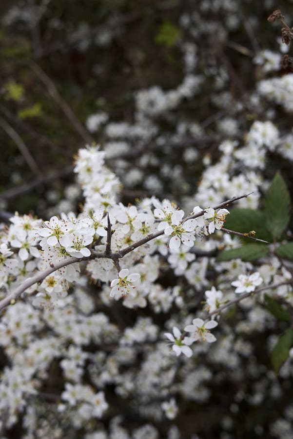 Prunus spinosa in bloom stock photo. Image of countryside - 203983548