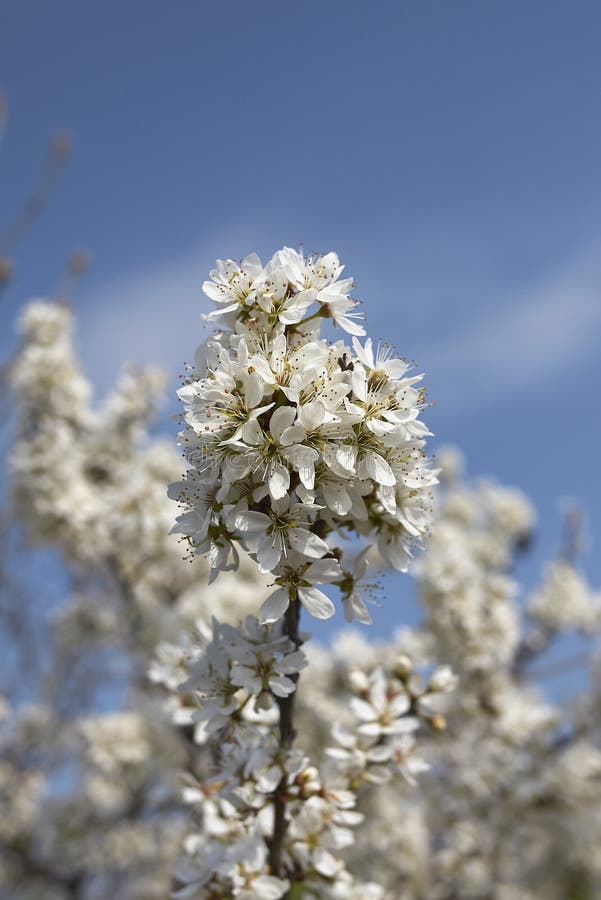Prunus spinosa blossom stock image. Image of branches - 115811899