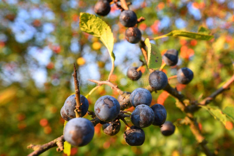 Sloe stock photo. Image of plant, fruits, branch, garden - 129563398