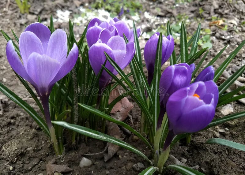 Purple Crocus Flowers in Early Spring Stock Photo - Image of climate ...