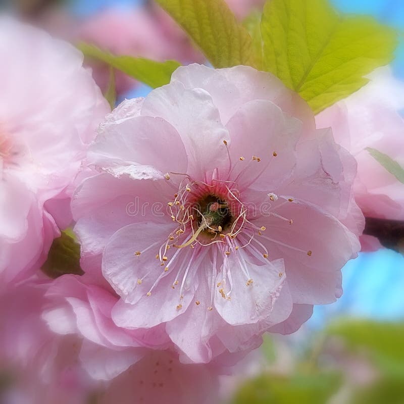 Prunus triloba stock image. Image of plant, rosaceae - 277113861