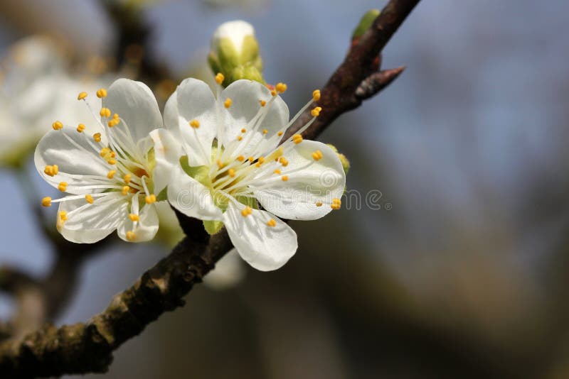 Prunus - White flowers stock photo. Image of almond, flora - 42659256