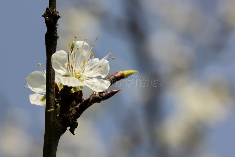 Prunus - White flowers stock image. Image of flora, blooming - 42659283