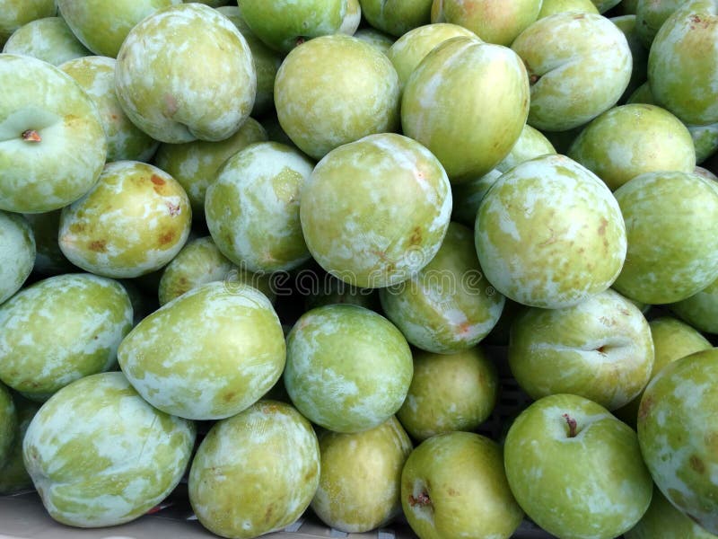 Prunussalicina'Emerald Beaut' Japansk Plommon Arkivfoto - Bild av frö ...