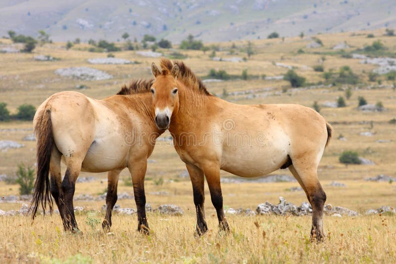 Przewalski horses stock photo. Image of endangered, grassland - 11741594
