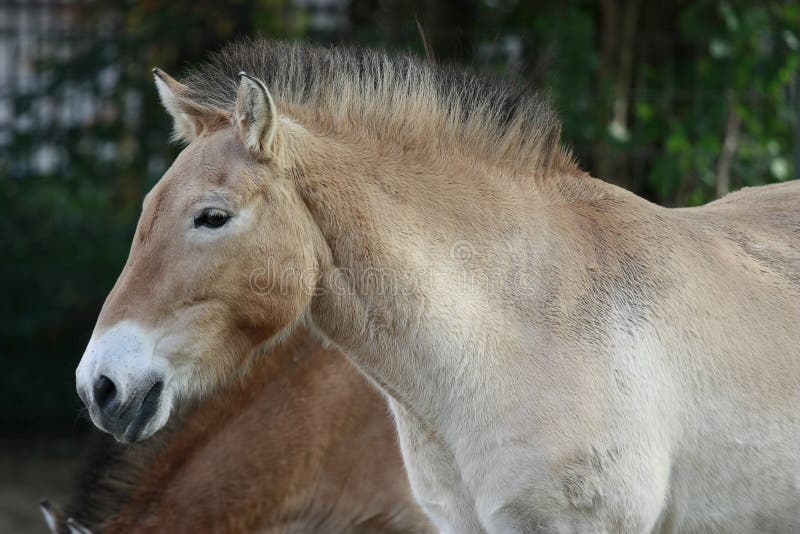 Przewalskis Pferd (Equus Ferus Przewalskii) Stockfoto - Bild von wild ...