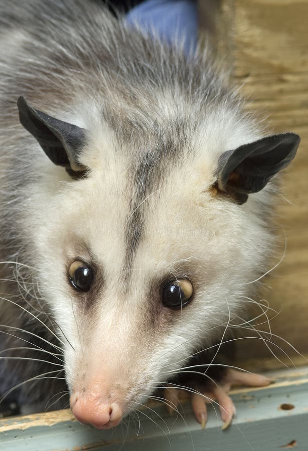 Oposy zdjęć stockowych - bezpłatne i z licencją Royalty Free od Dreamstime