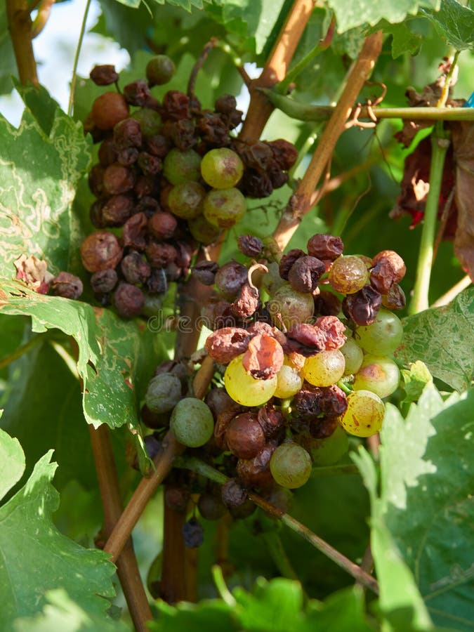 Choroba Winorośli. Winna I Grono Niebieskich Winogron. Różyczka ...