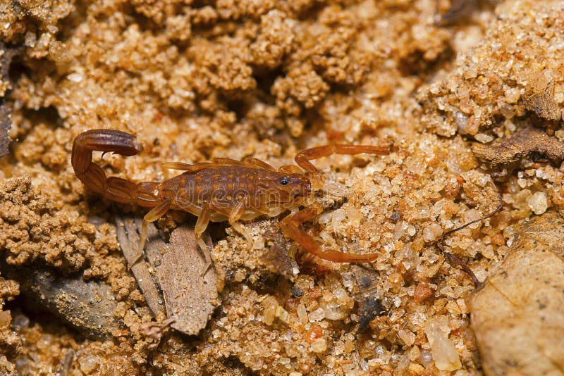 Scorpione Africano Del Veleno Isolato Su Fondo Bianco Immagine Stock ...