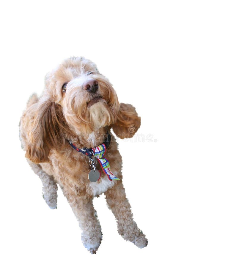 1,878 Cockapoo zdjęć stockowych - bezpłatne i z licencją Royalty Free ...