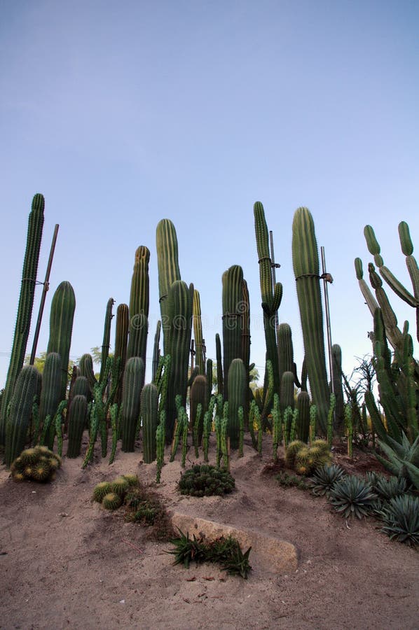 Psammophyte editorial image. Image of psammophyte, tropic - 30486850