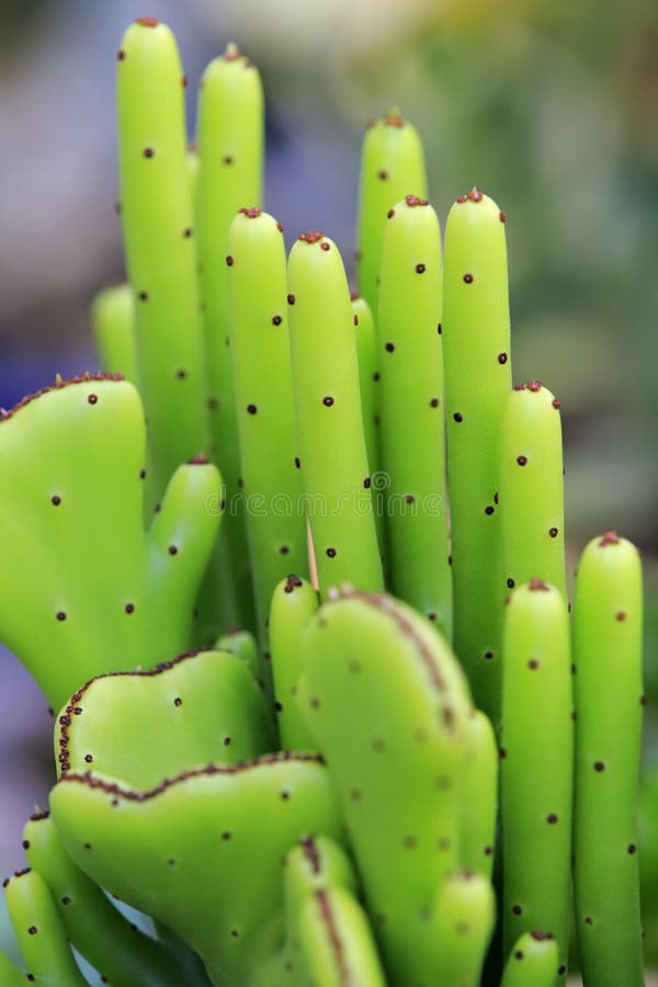 Psammophytes species stock photo. Image of needle, desert - 39936900