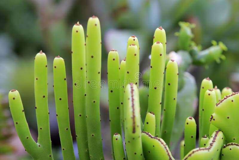 The psammophytes species stock image. Image of bristle - 39944051
