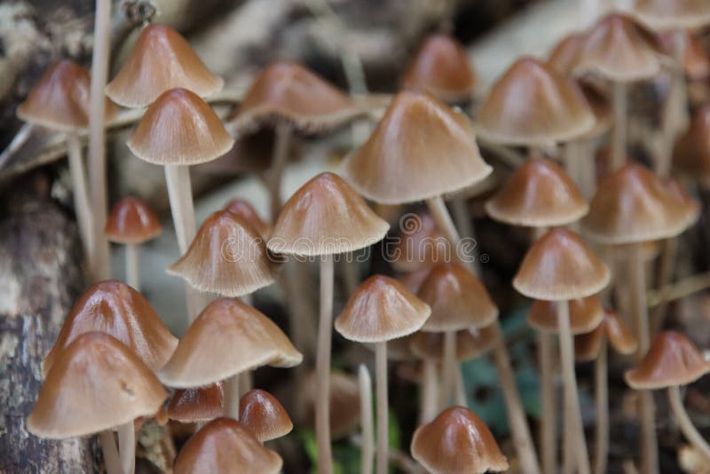 Psathyrella Conopilus Fungi with Brown Pointed Head Stock Image - Image ...