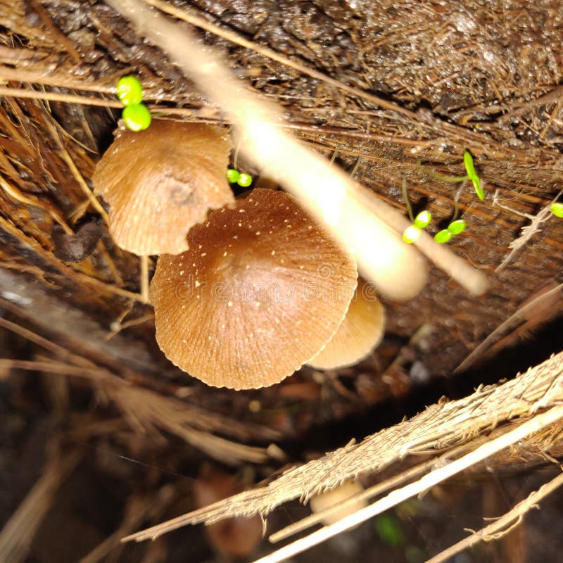 Psathyrella is a Large Genus of about 400 Species Stock Photo - Image ...