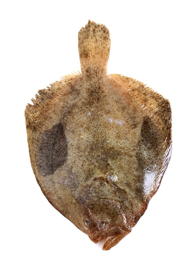 Psetta maxima stock image. Image of seafood, scophthalmidae - 17585191
