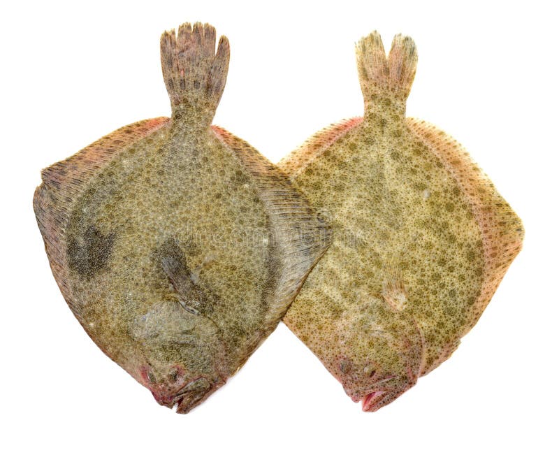 Psetta Maxima Stock Photos - Free & Royalty-Free Stock Photos from ...