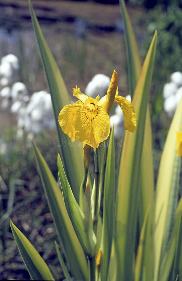 Pseudacorus Del Iris Del Iris Amarillo Foto de archivo - Imagen de ...