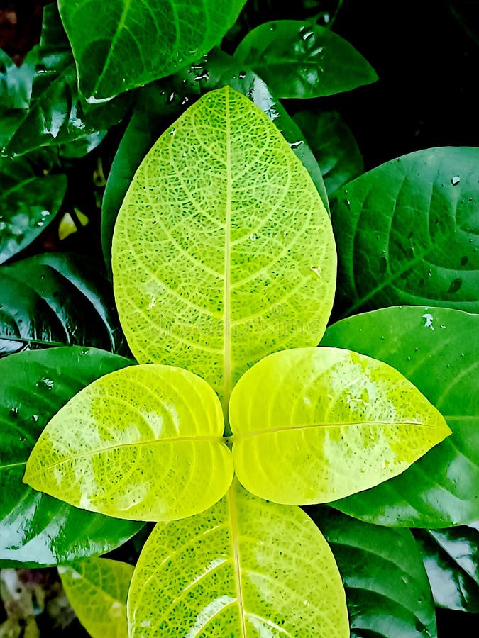 Reticulatum Plants Stock Photos - Free & Royalty-Free Stock Photos from ...