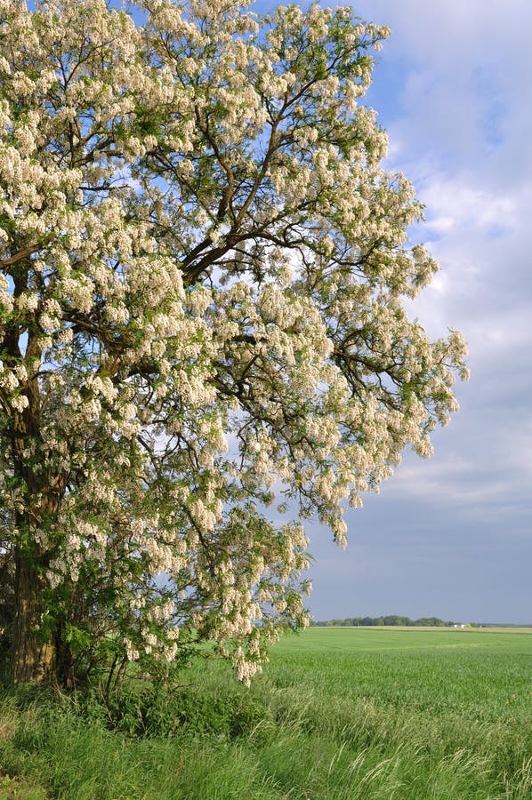 Pseudoacacia Van Robinia Bloeiende Bloemen Van Witte Acaciaboom in Een ...