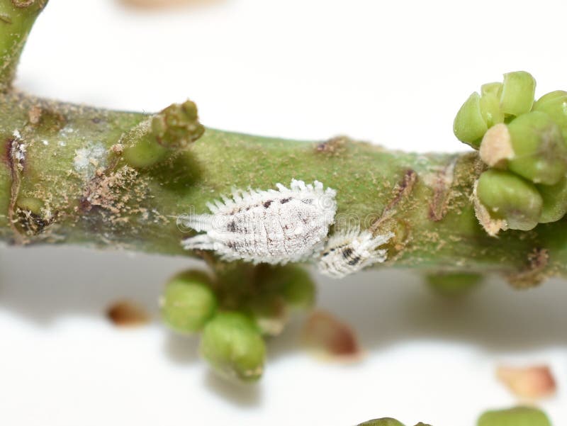 Pseudococcus Mealybugs on a Plant Stem Stock Photo - Image of ...