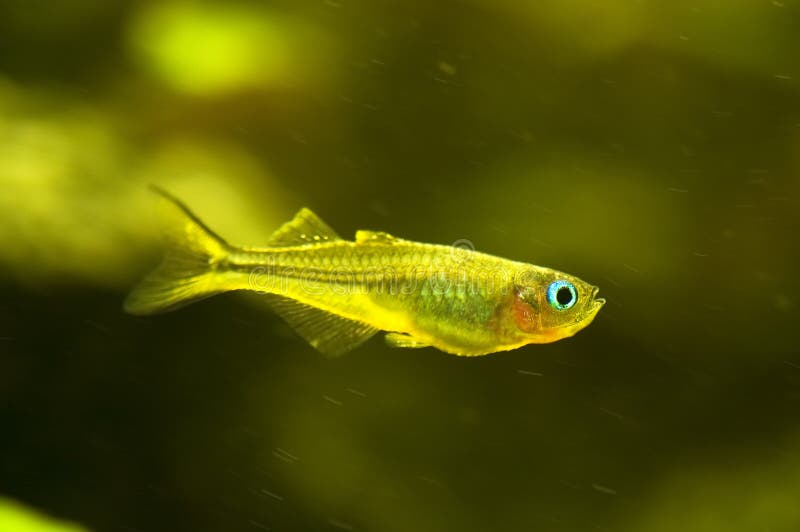 Pseudomugil furcatus stock photo. Image of tropical, pseudomugil - 18260486